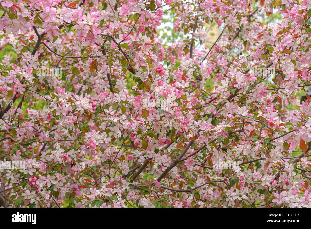 Blooming apple orchard. Pink apple tree flowers Stock Photo - Alamy