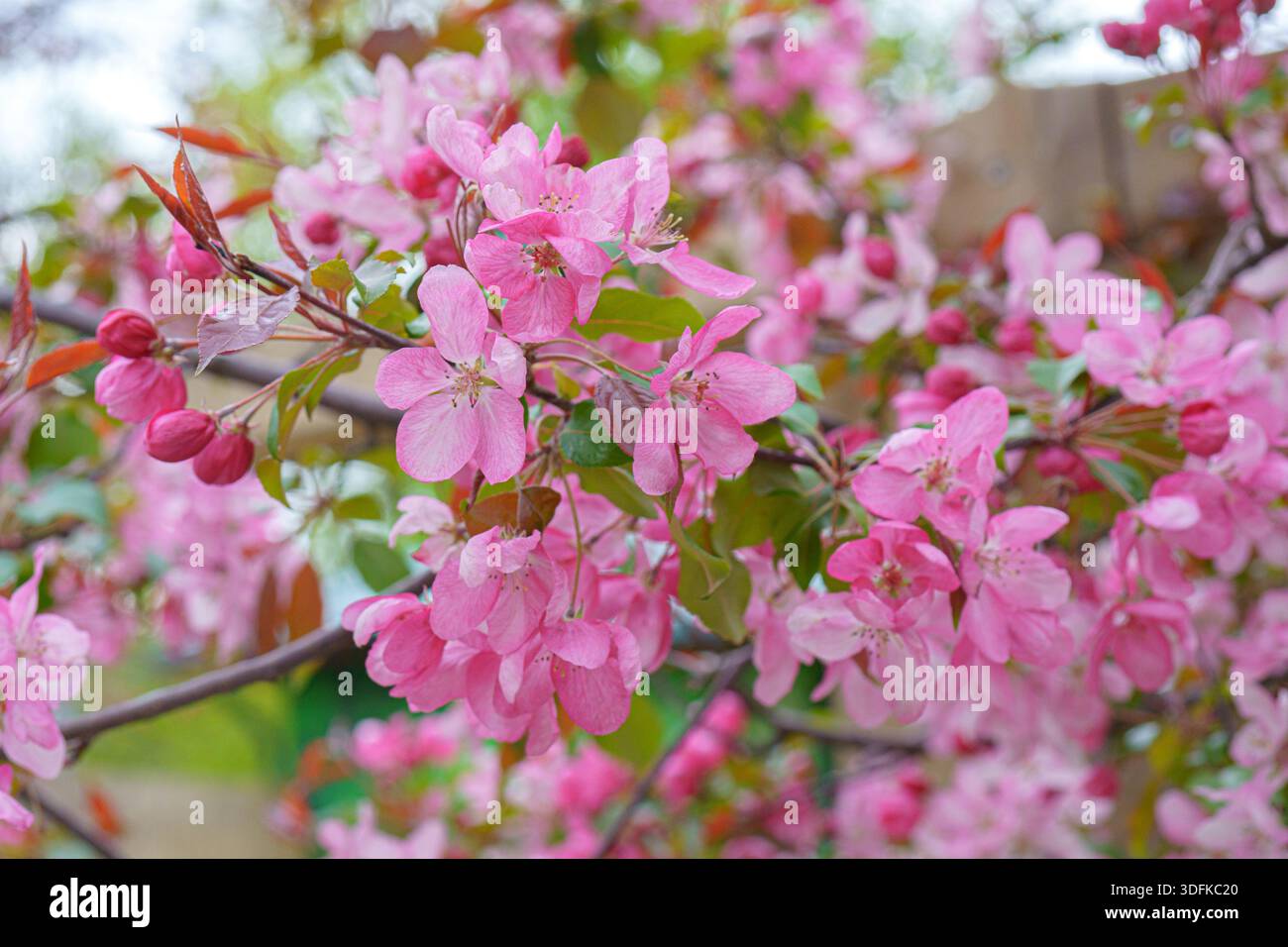 Blooming apple orchard. Pink apple tree flowers Stock Photo - Alamy