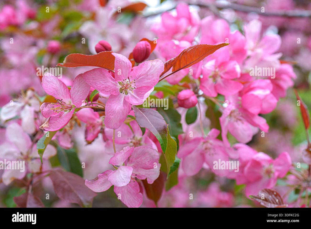 Blooming apple orchard. Pink apple tree flowers Stock Photo - Alamy