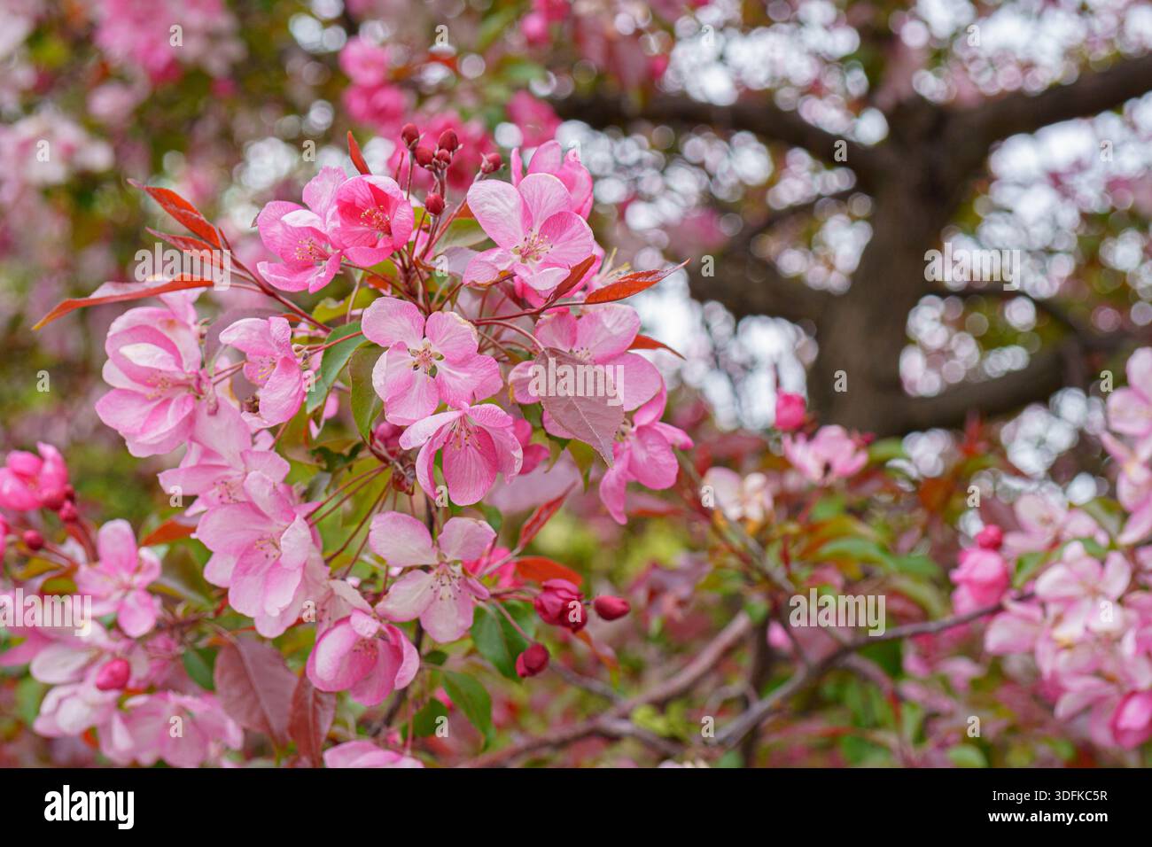 Blooming apple orchard. Pink apple tree flowers Stock Photo - Alamy
