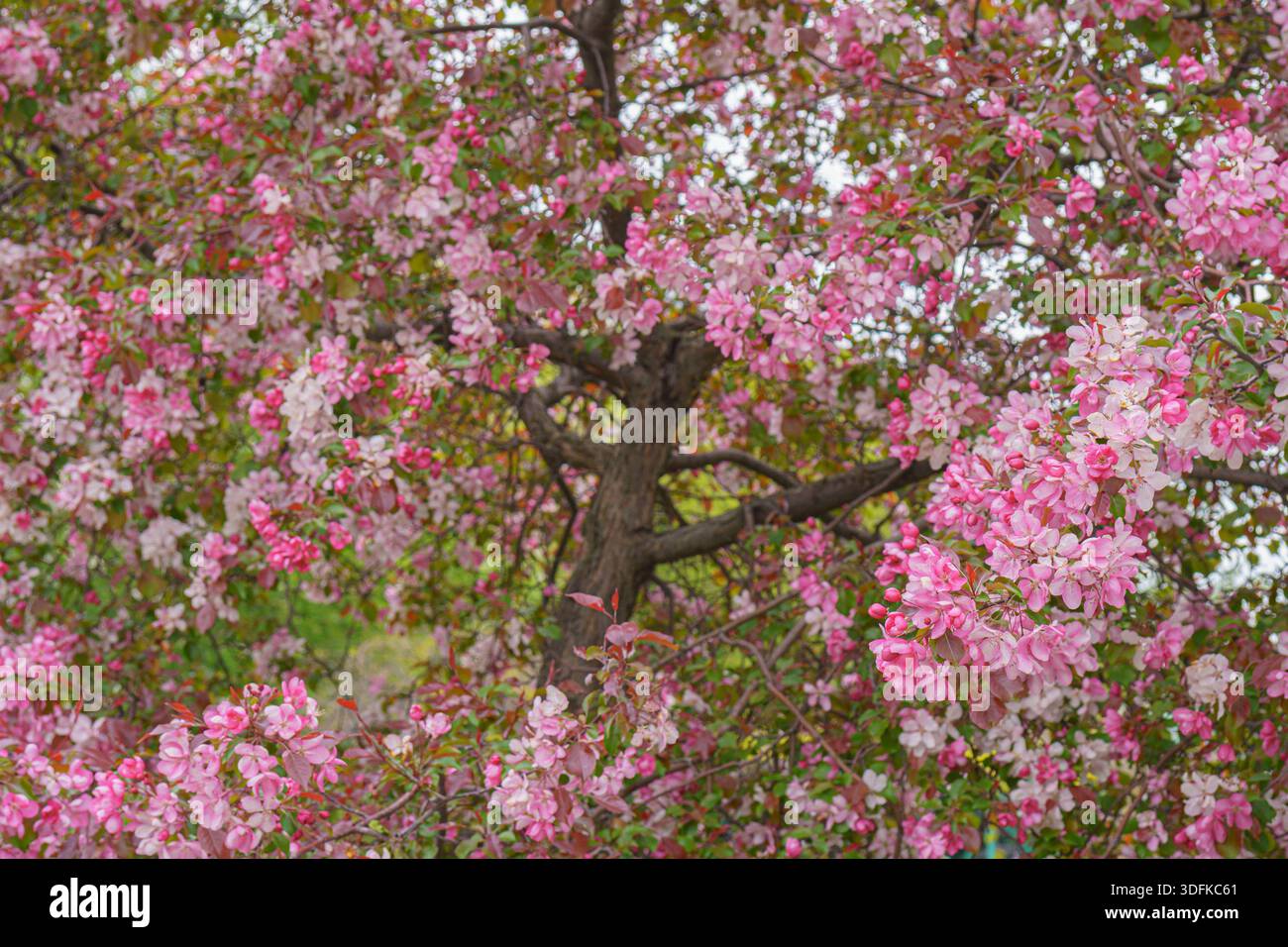 Blooming apple orchard. Pink apple tree flowers Stock Photo - Alamy