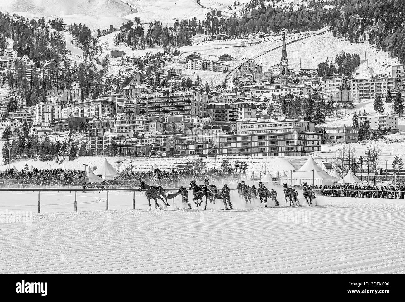 White Turf Skijoring Winter horse race with galloping horses at a snow ...