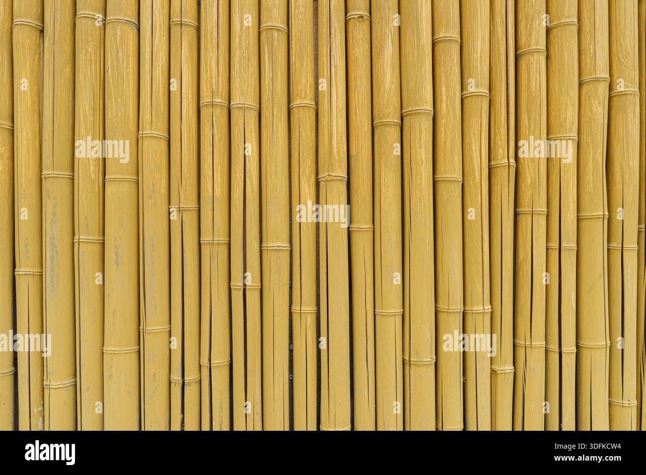 Wall of yellow bamboo. Abstract natural background Stock Photo - Alamy