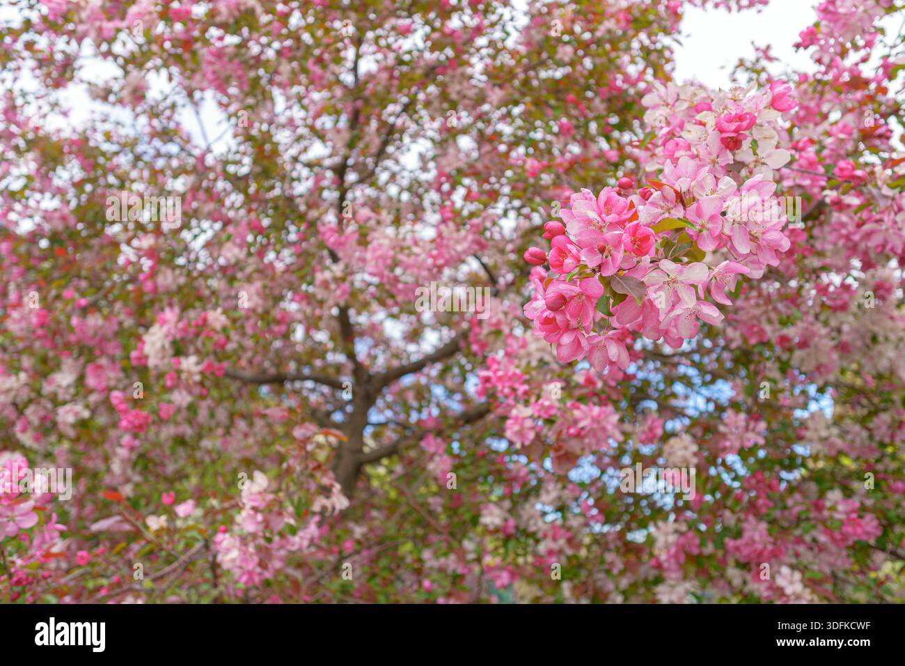 Blooming apple orchard. Pink apple tree flowers Stock Photo - Alamy