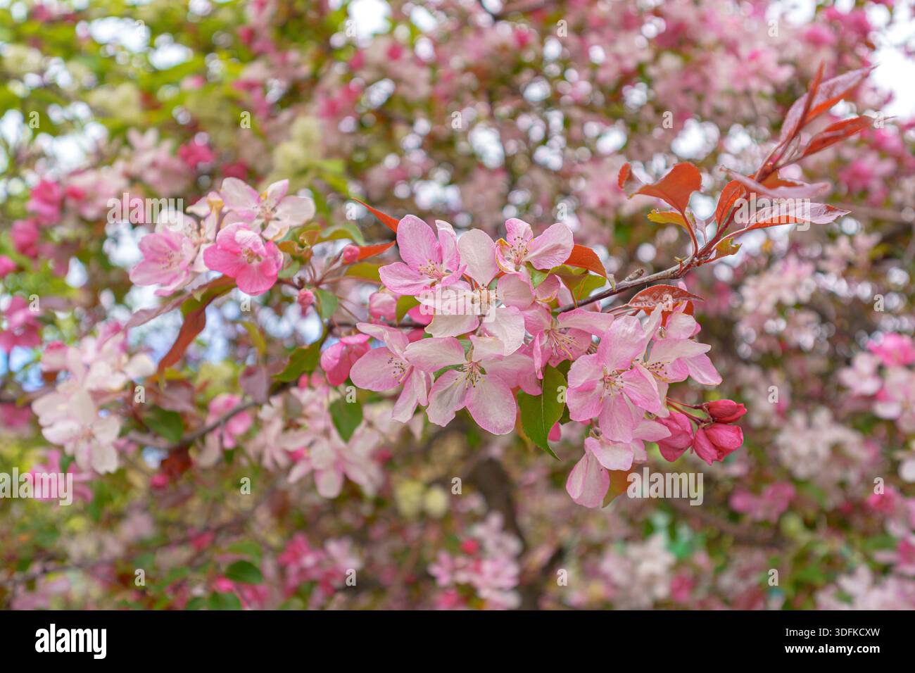 Blooming apple orchard. Pink apple tree flowers Stock Photo - Alamy