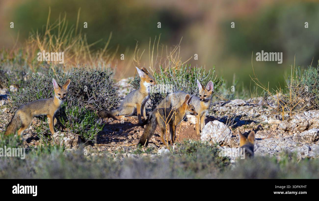 Cape foxes (Vulpes chama) at their den. Photo from Kgalagadi ...
