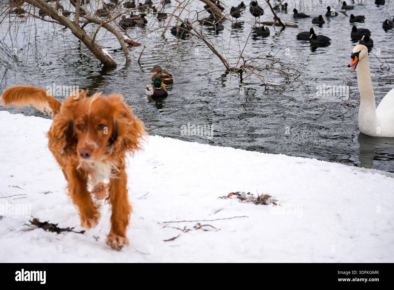 A swan hisses to chase a dog away on a cold day, in Bucharest, Romania ...
