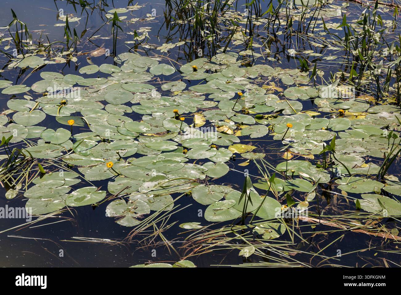 Seerosenblätter im Rheindelta bei Hard, Vorarlberg, Österreich // Water ...