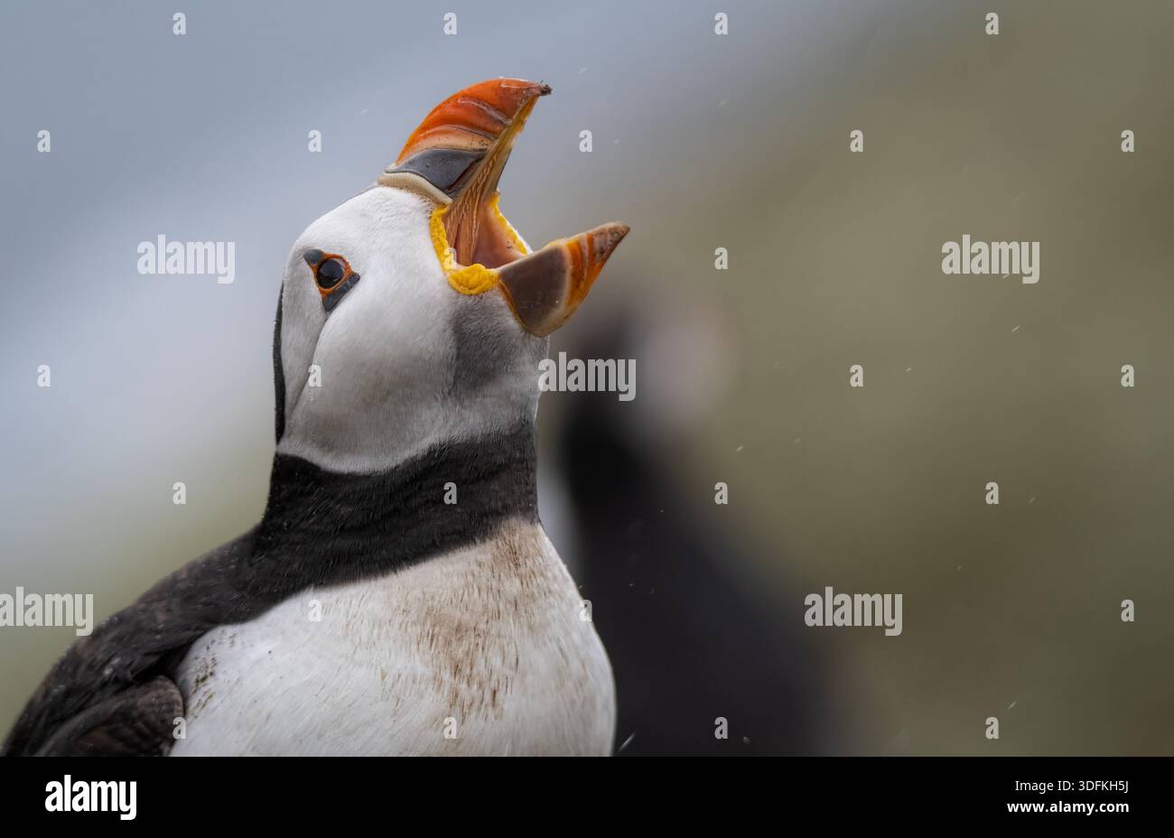 Atlantic Puffin(Fratercula arctica), with beak wide open calling on ...