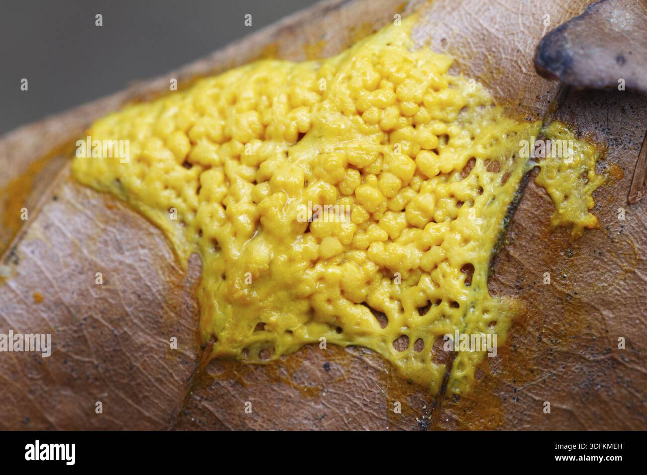 Dog vomit slime mould (Fuligo septica), witch's butter, slime mould ...