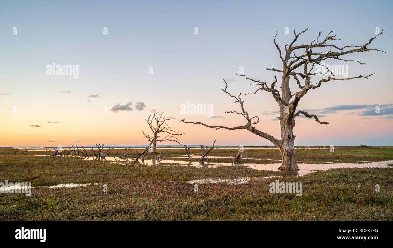 Isolated dead trees pictured at sunset in the salt marshes which flood ...