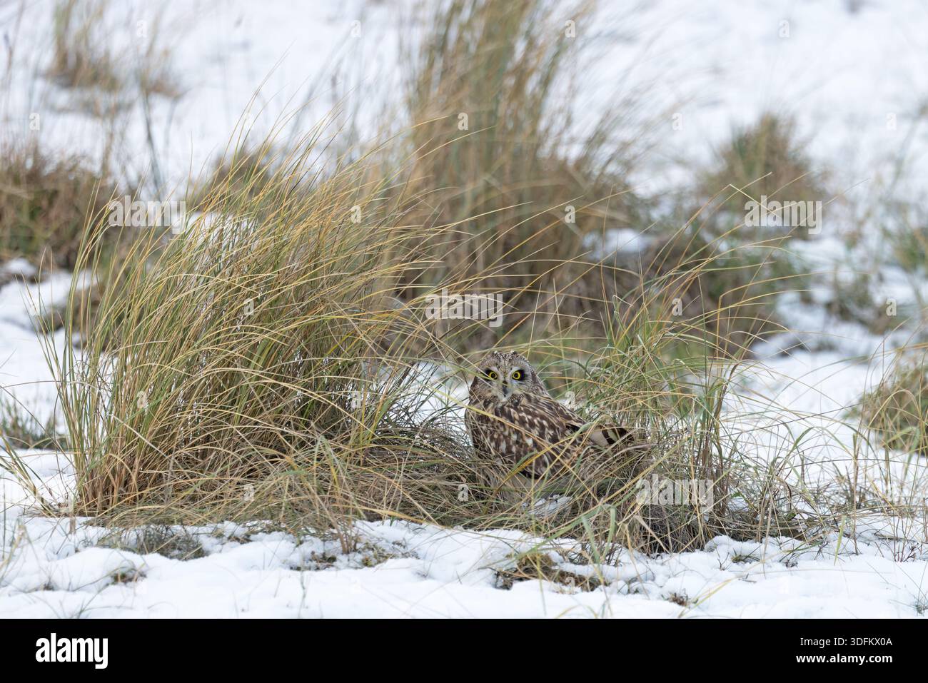Short-eared Owl (Asio flammeus) Norfolk January 2026 Stock Photo - Alamy