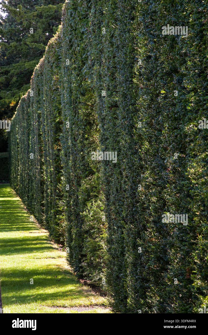 Sunlit Yew Hedge at Powis Castle National trust (medieval castle ...
