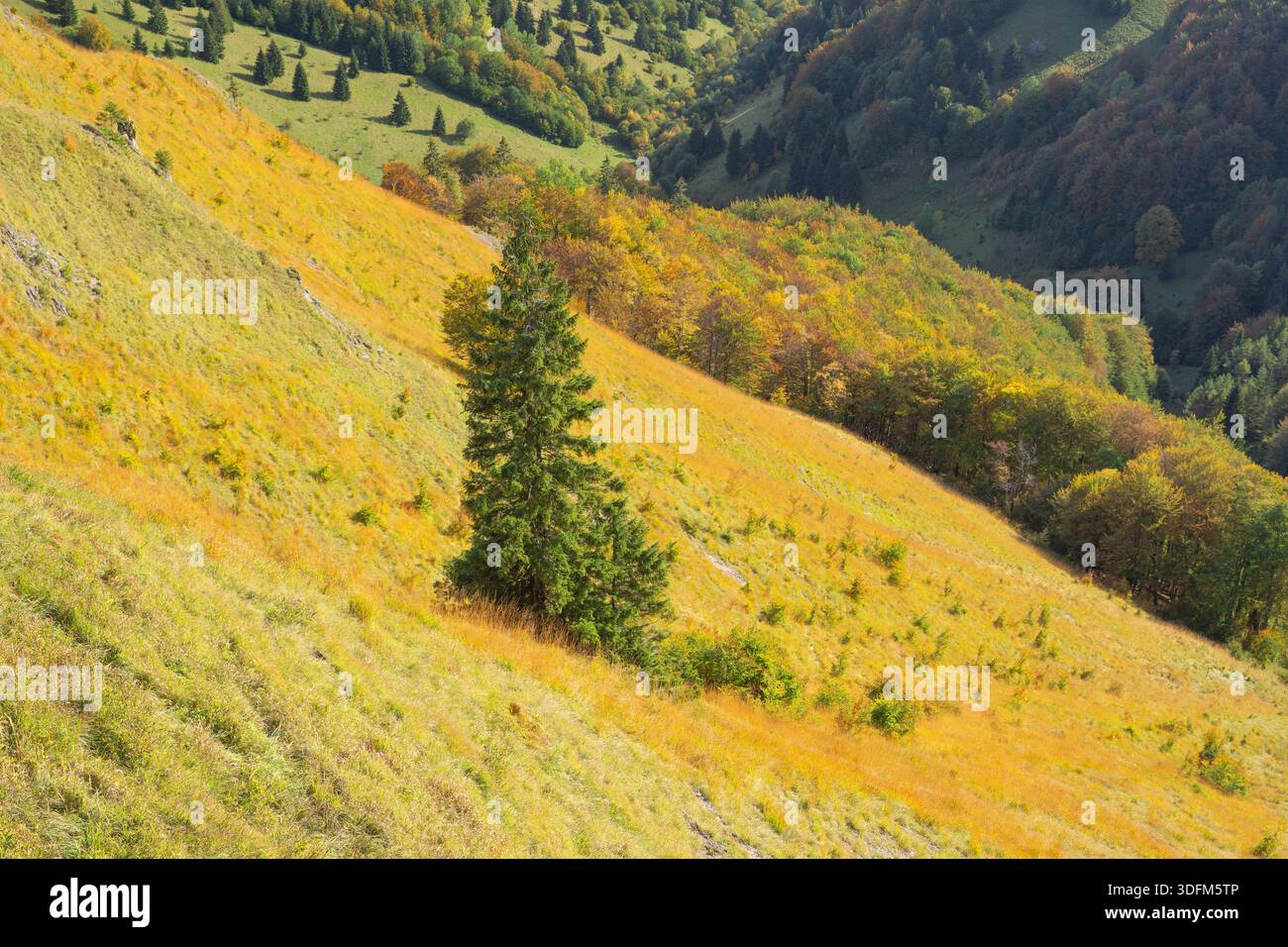 View of golden autumn hues paint the steep hillside, where a solitary ...