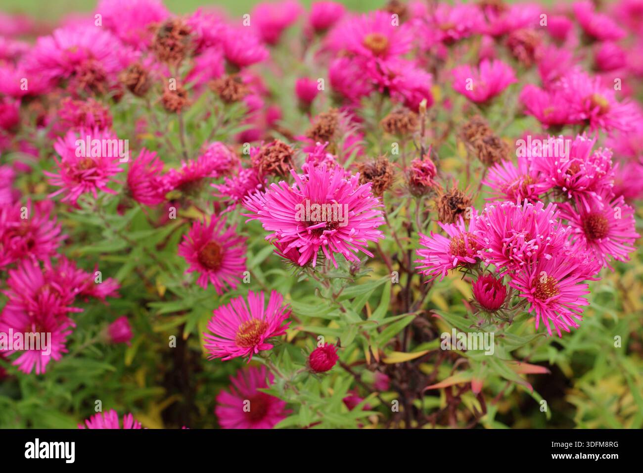 New england aster alma potschke hi-res stock photography and images - Alamy