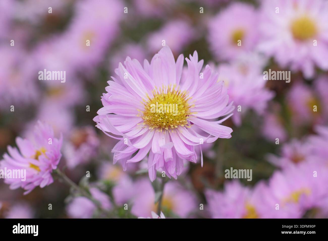 Symphyotrichum fellowship hi-res stock photography and images - Alamy