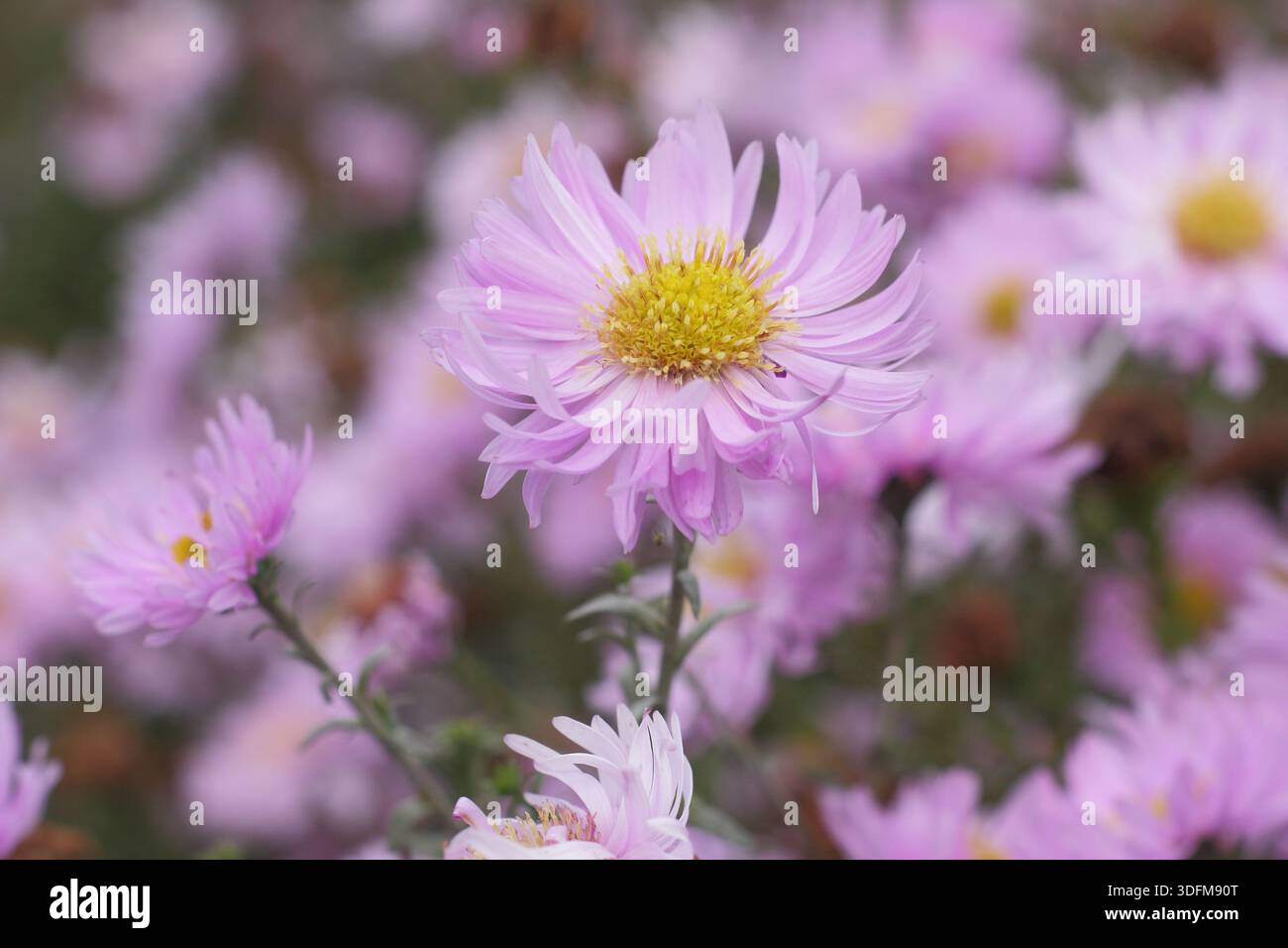 Symphyotrichum fellowship hi-res stock photography and images - Alamy