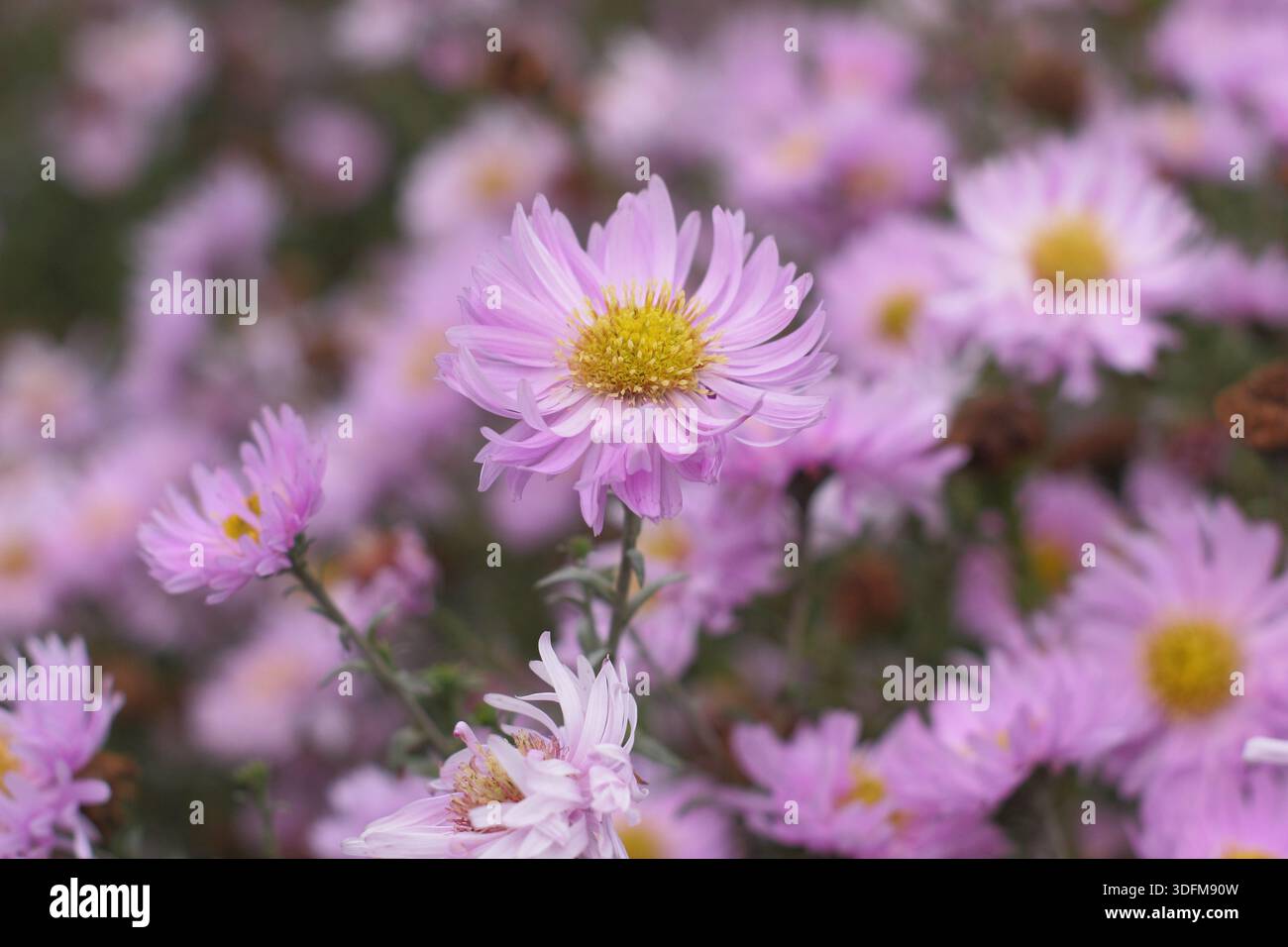 Symphyotrichum fellowship hi-res stock photography and images - Alamy