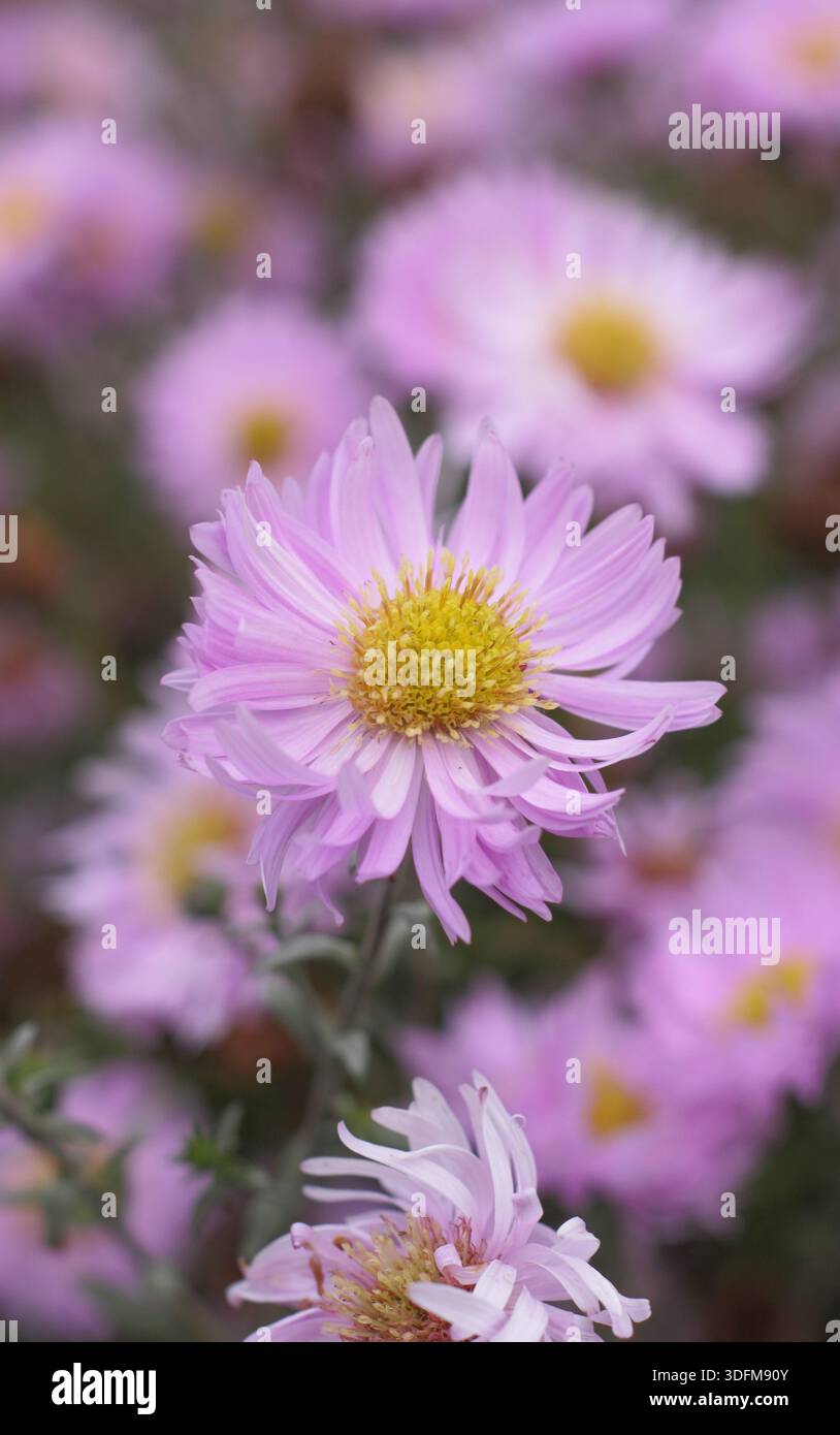 Symphyotrichum fellowship hi-res stock photography and images - Alamy