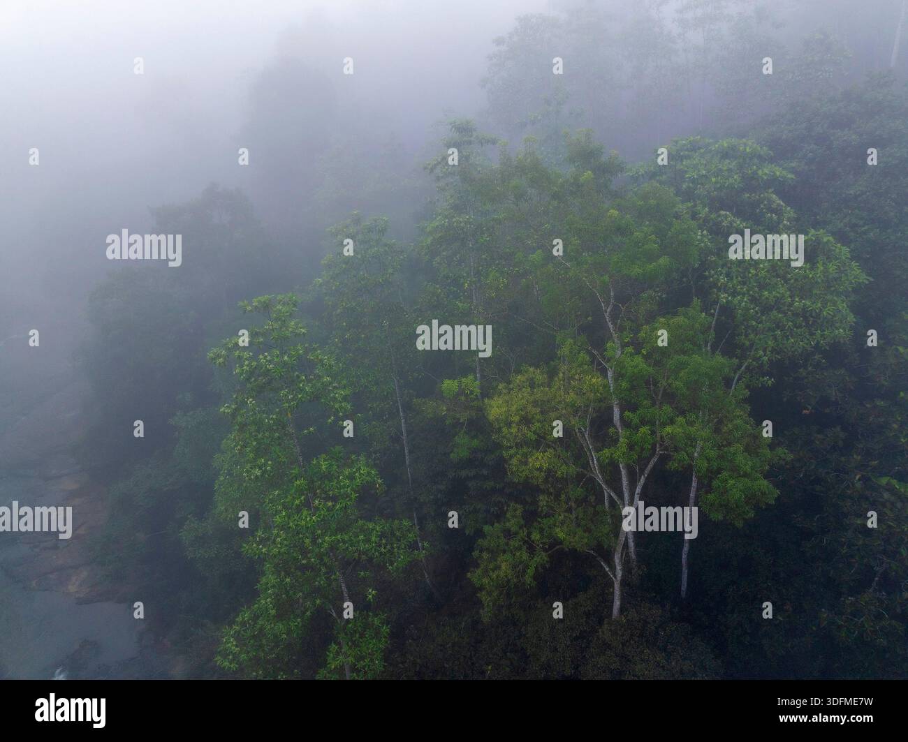 Aerial View of a Wild River Flowing Through Lush Tropical Rainforest in ...