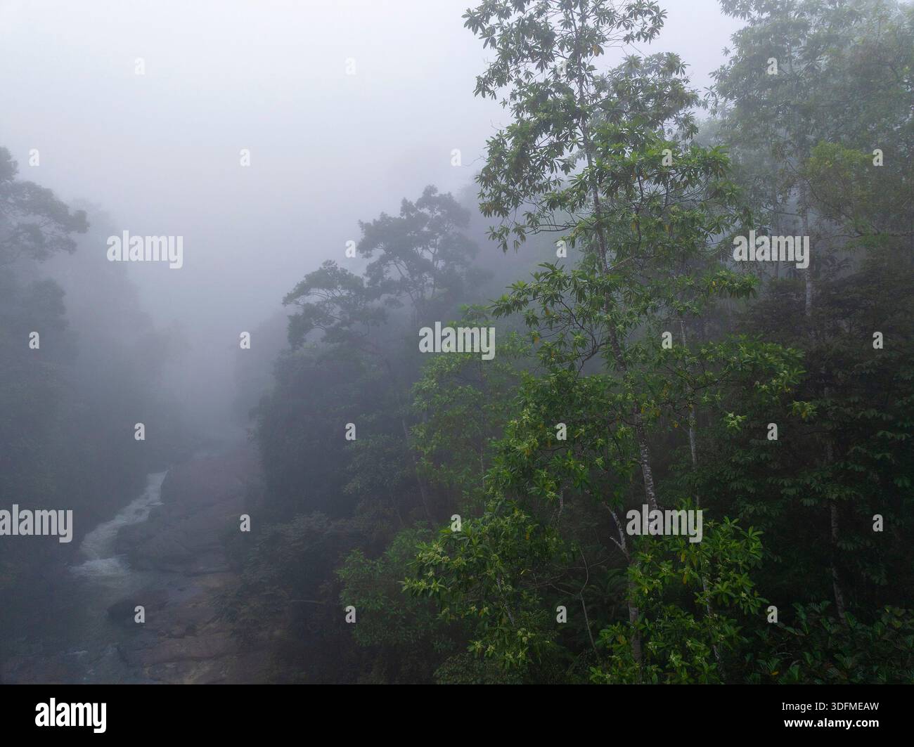 Aerial View of a Wild River Flowing Through Lush Tropical Rainforest in ...