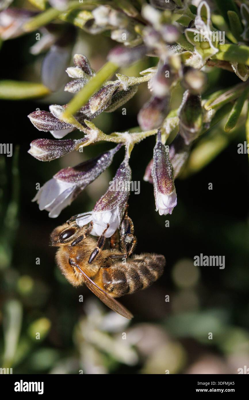 Honeybee pollinating rosemary flowers hi-res stock photography and ...