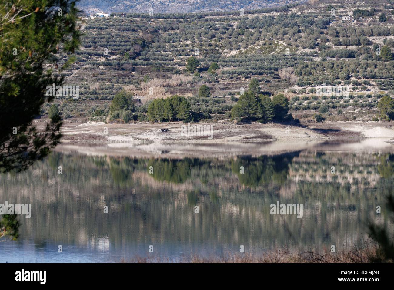 Terraces olive trees hi-res stock photography and images - Alamy
