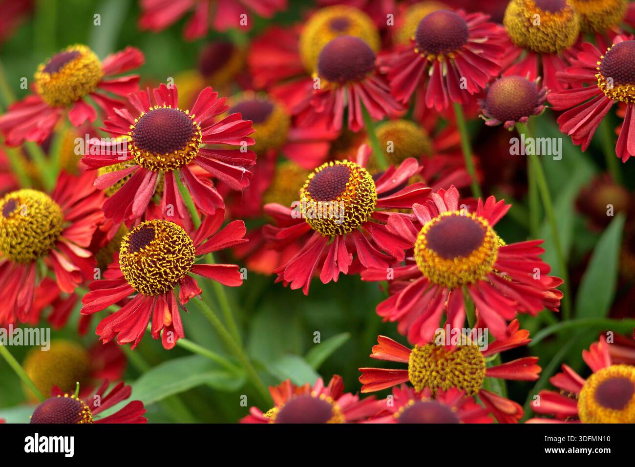 Helenium Ruby Thuesday Stock Photo - Alamy