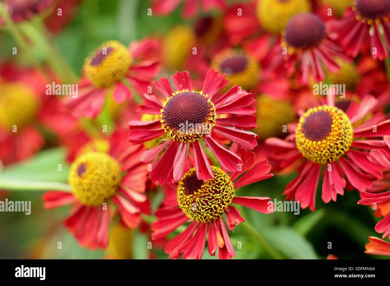 Helenium Ruby Thuesday Stock Photo - Alamy