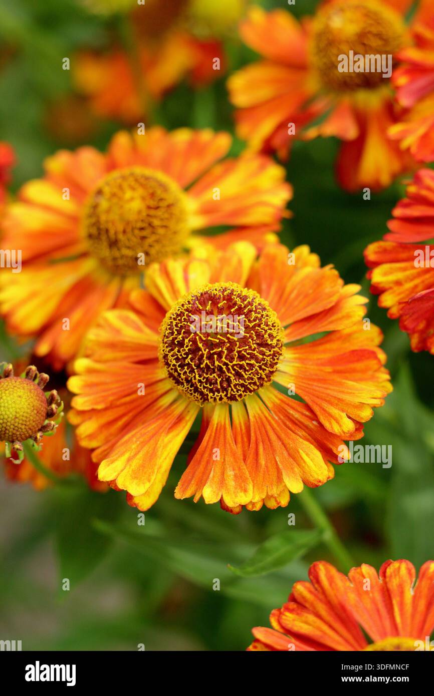 Helenium Chipperfield Orange Stock Photo - Alamy