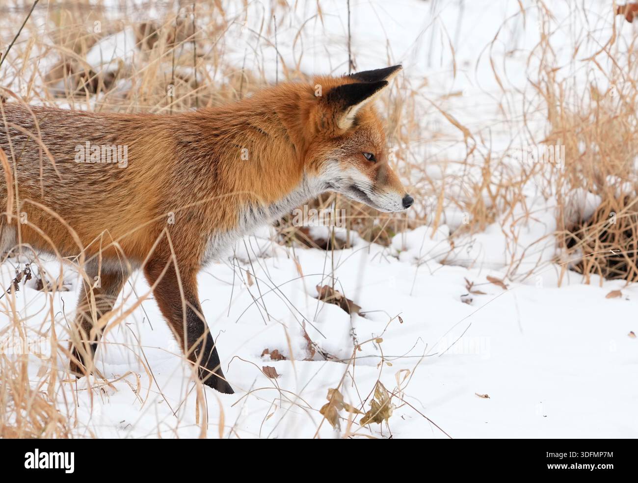 12 January 2026, Berlin: A red fox (Vulpes vulpes) hunts for mice in ...