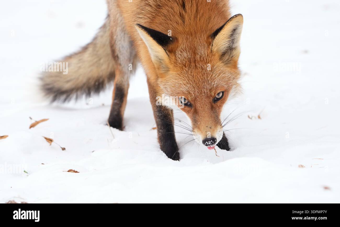 12 January 2026, Berlin: A red fox (Vulpes vulpes) stands in the snow ...