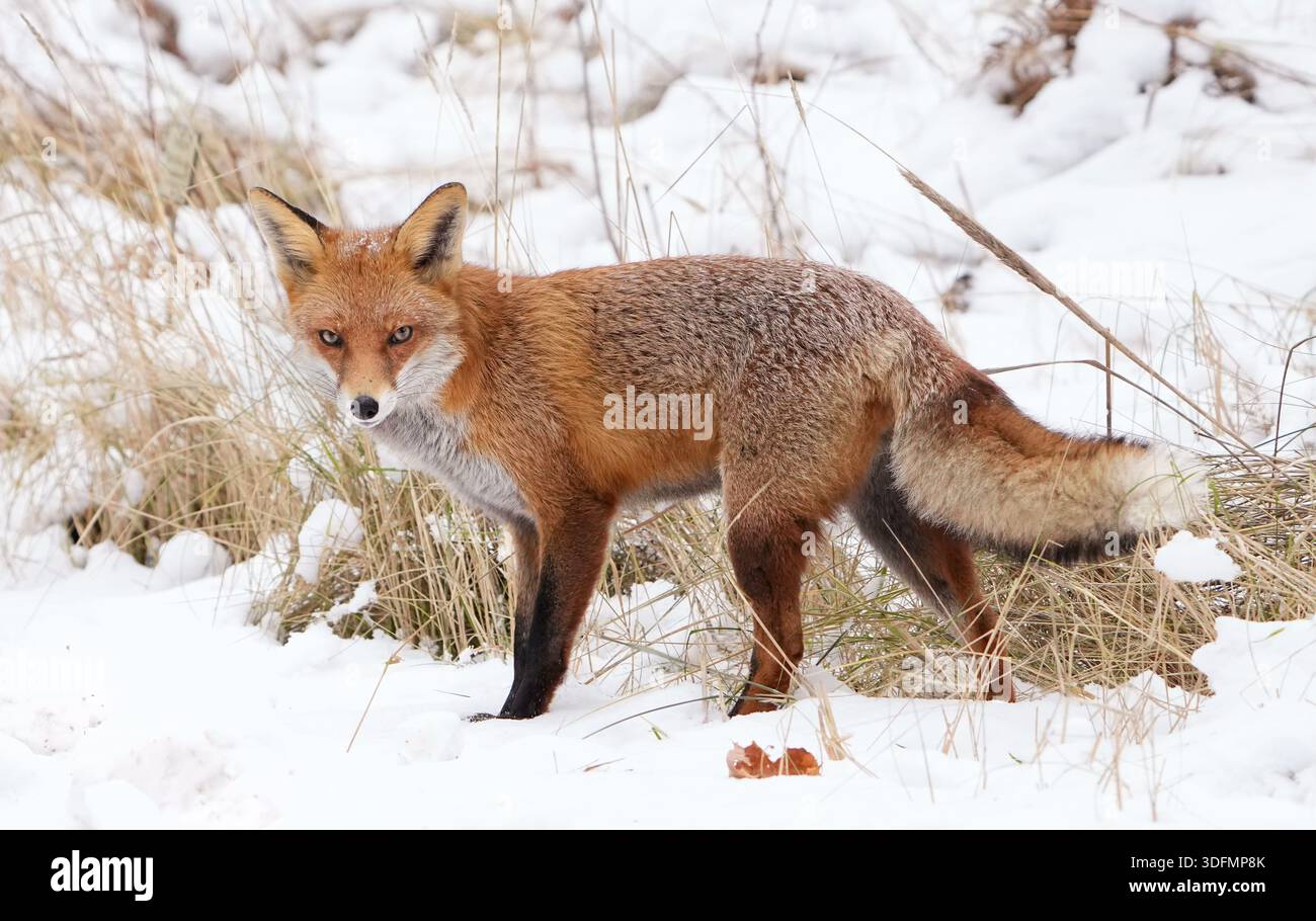 12 January 2026, Berlin: A red fox (Vulpes vulpes) stands in the snow ...