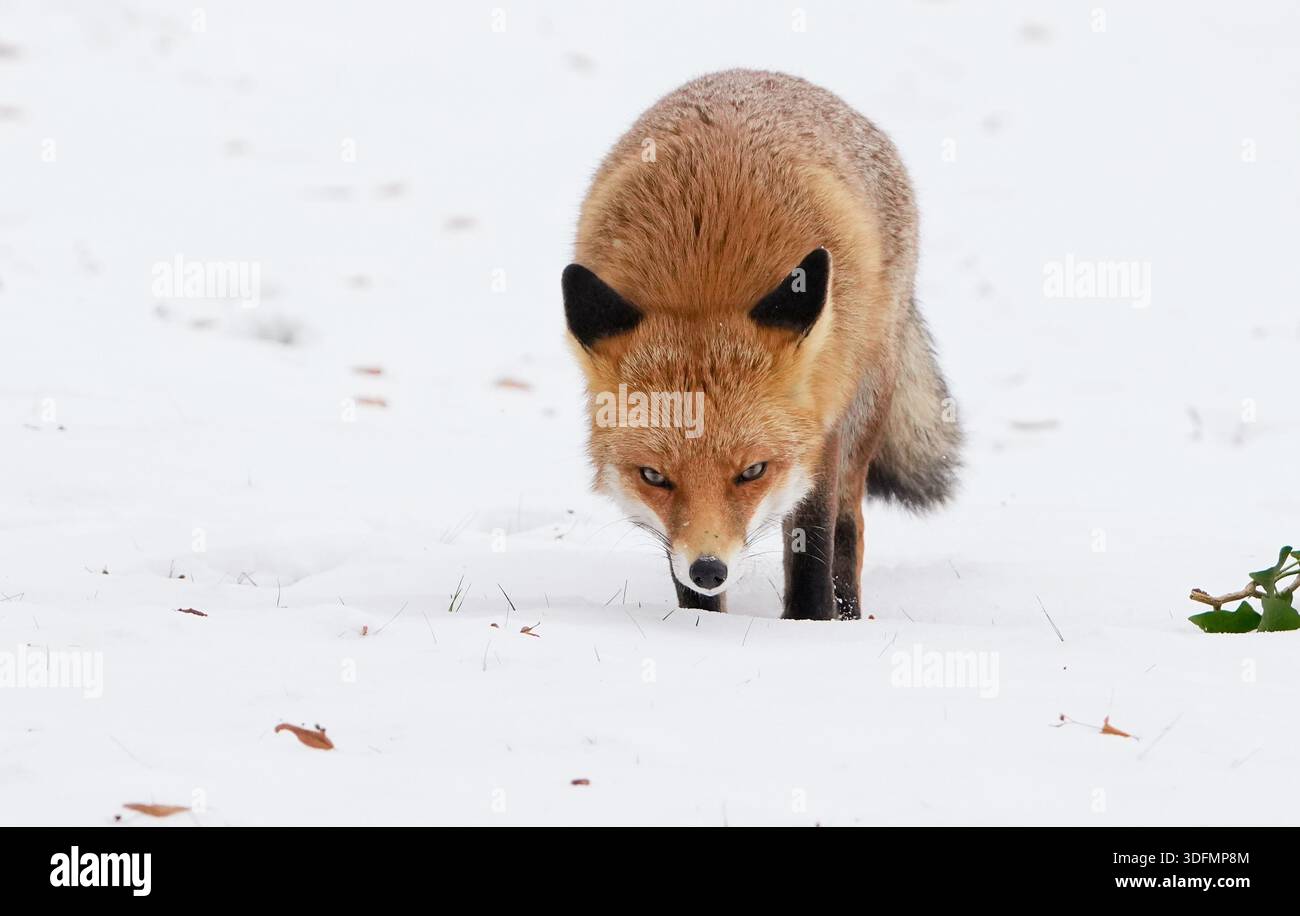 12 January 2026, Berlin: A red fox (Vulpes vulpes) stands in the snow ...