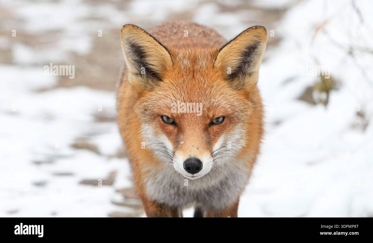 12 January 2026, Berlin: A red fox (Vulpes vulpes) stands in the snow ...
