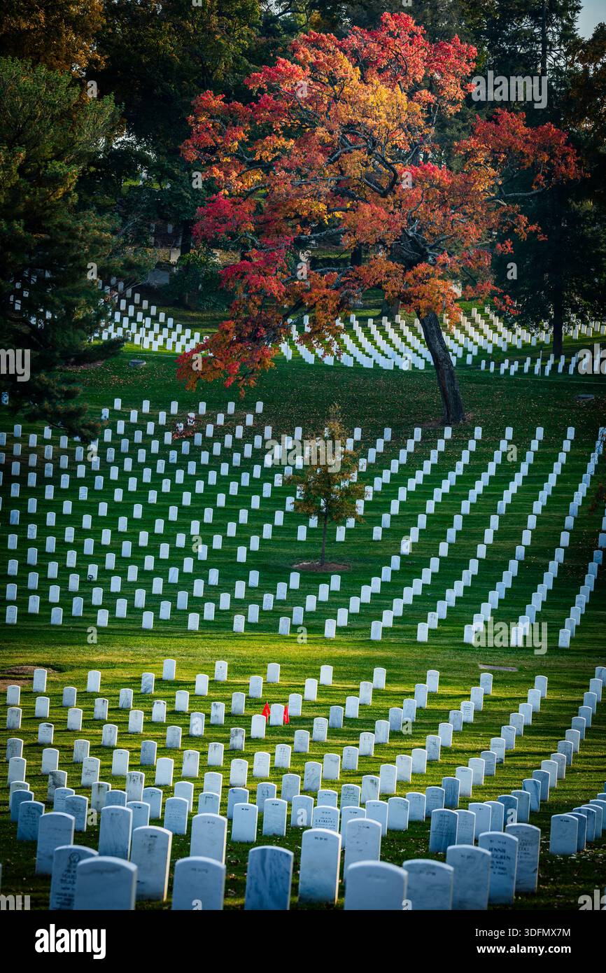 View of rows of white headstones stand in solemn formation beneath a ...