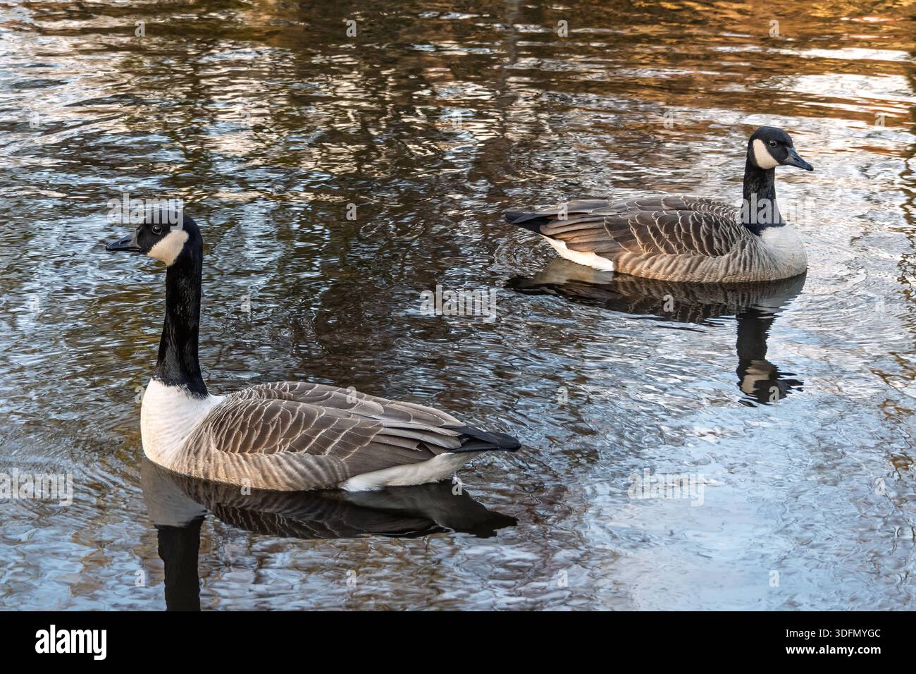 A pair of Canada geese on reflection canal water Stock Photo - Alamy