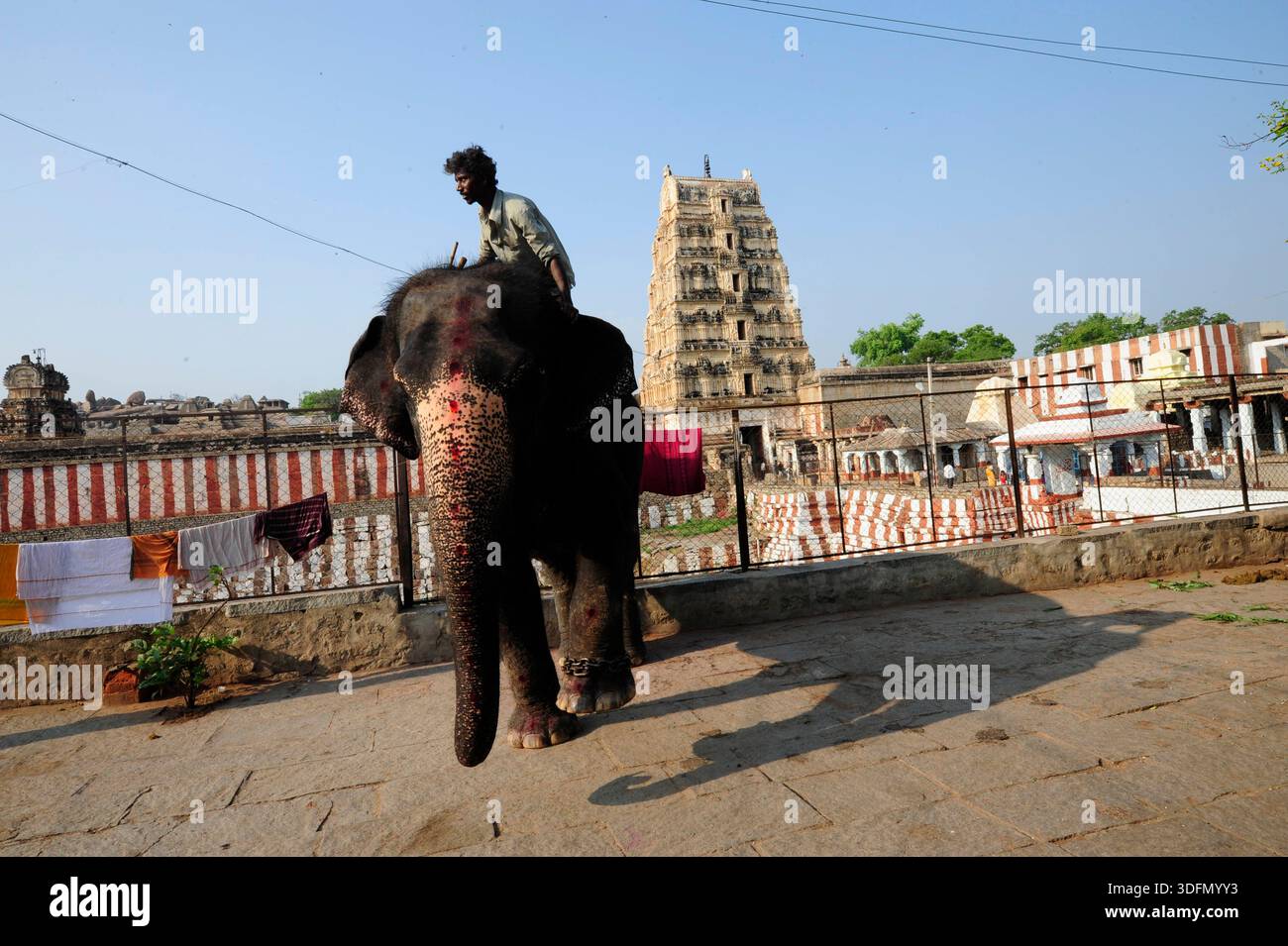 indian elephant in a temple in India,they are no pets indian elephant ...