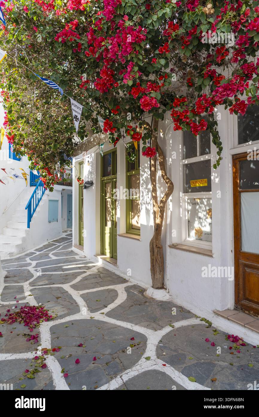 View of a vibrant bougainvillea cascading over a whitewashed building ...