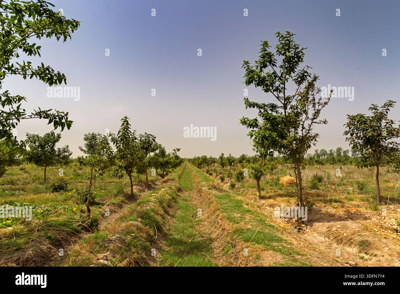 Young trees casting long hi-res stock photography and images - Alamy