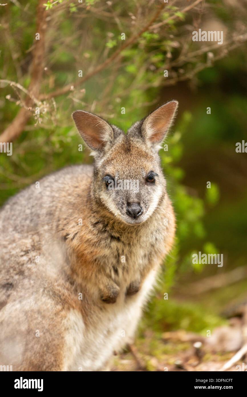 A dama wallaby which is an invasive species in New Zealand Stock Photo ...
