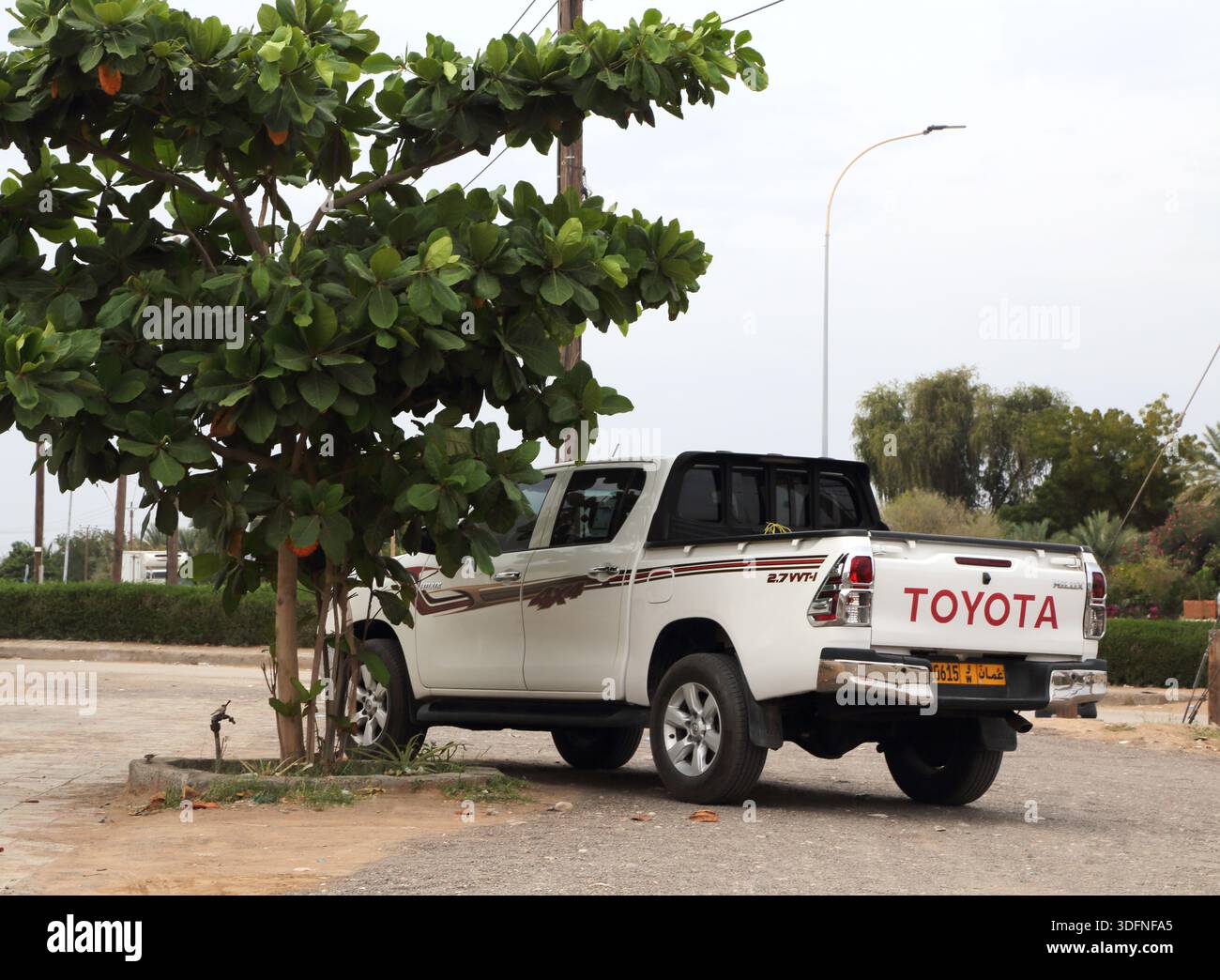 Toyota pick up parked in the shade of a Terminalia catappa tree Common ...