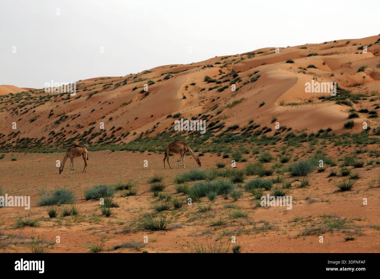 Desert grasses and sand patterns Wahiba Sands Oman Hobbld Camels Stock ...