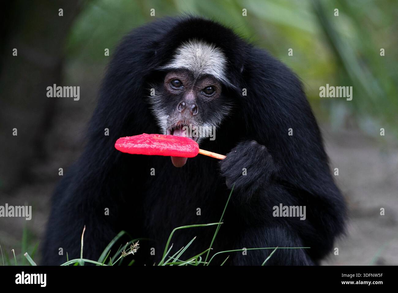A white-cheeked spider monkey licks a popsicle in the summer heat at ...