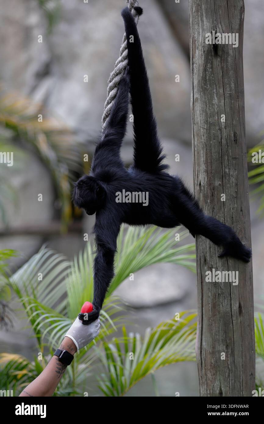 A zookeeper hands a popsicle to a chamek spider monkey during the ...