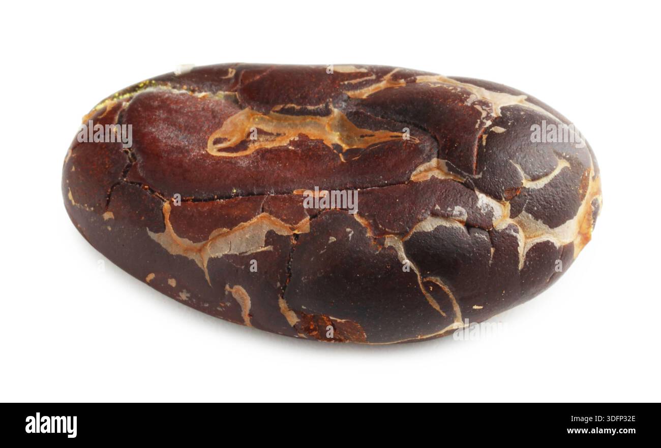 Cocoa bean tree design hi-res stock photography and images - Alamy