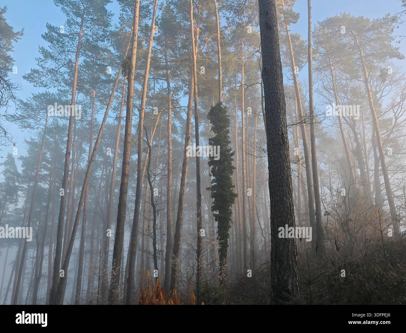 autumn fog in a natural landscape, weather conditions during daytime ...