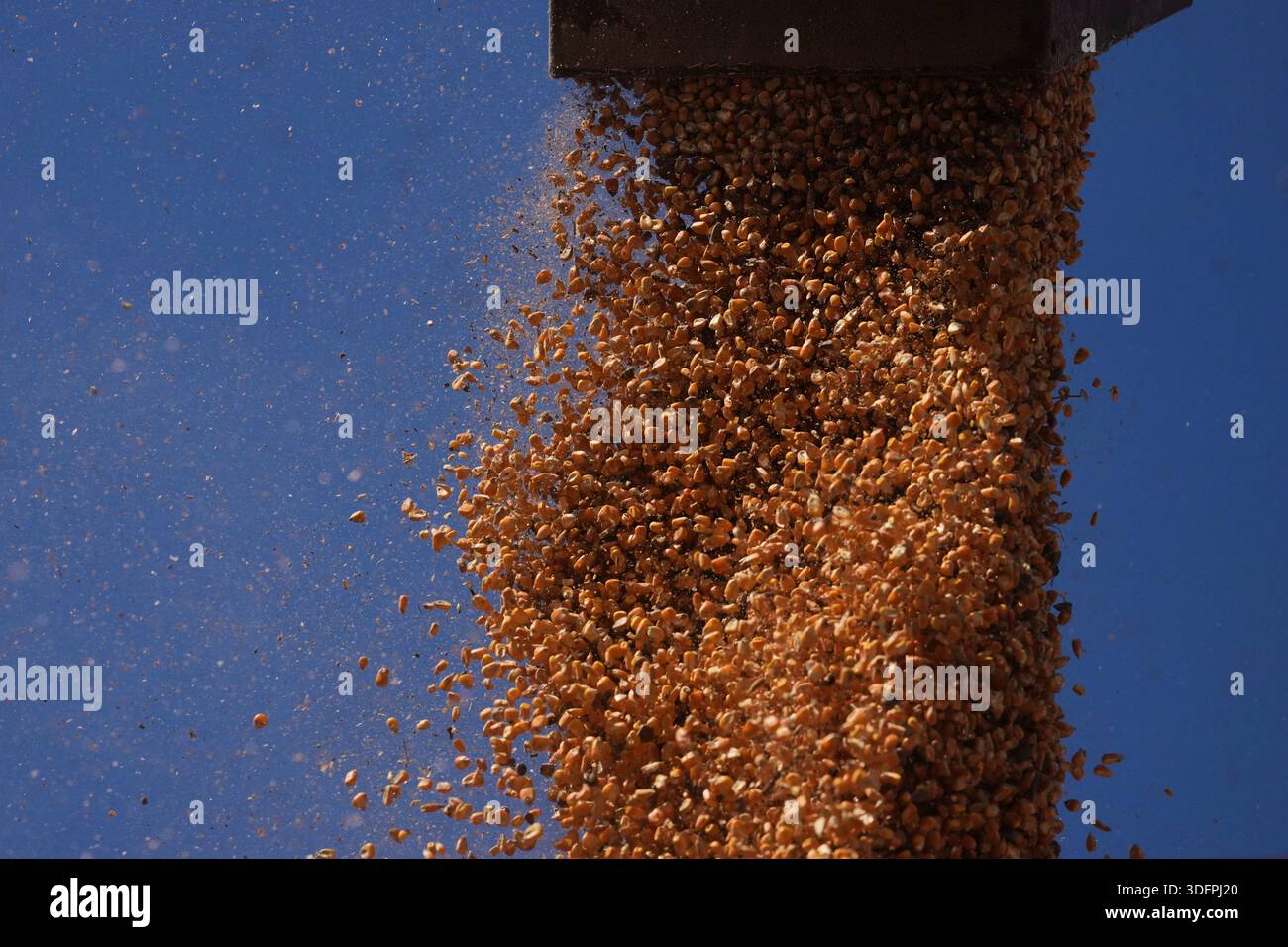 Corn is dropped into a silo bag in Lobos, Argentina, Tuesday, Jan. 13 ...