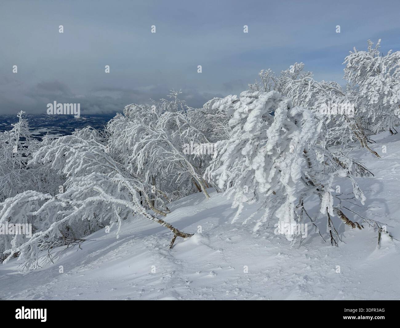 snow-covered trees on a mountain slope after heavy snowfall against ...