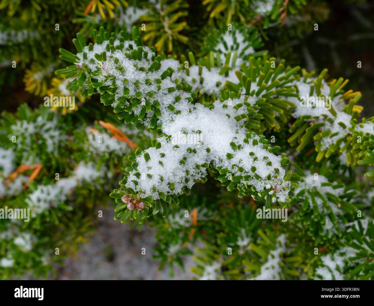 frozen green coniferous branch Stock Photo - Alamy